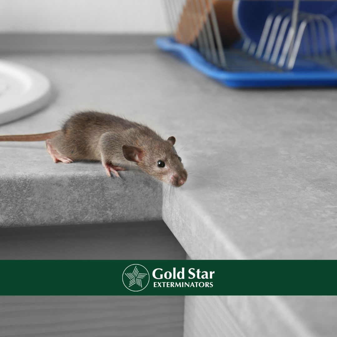 What is the Best Way to Get Rid of Rodents?