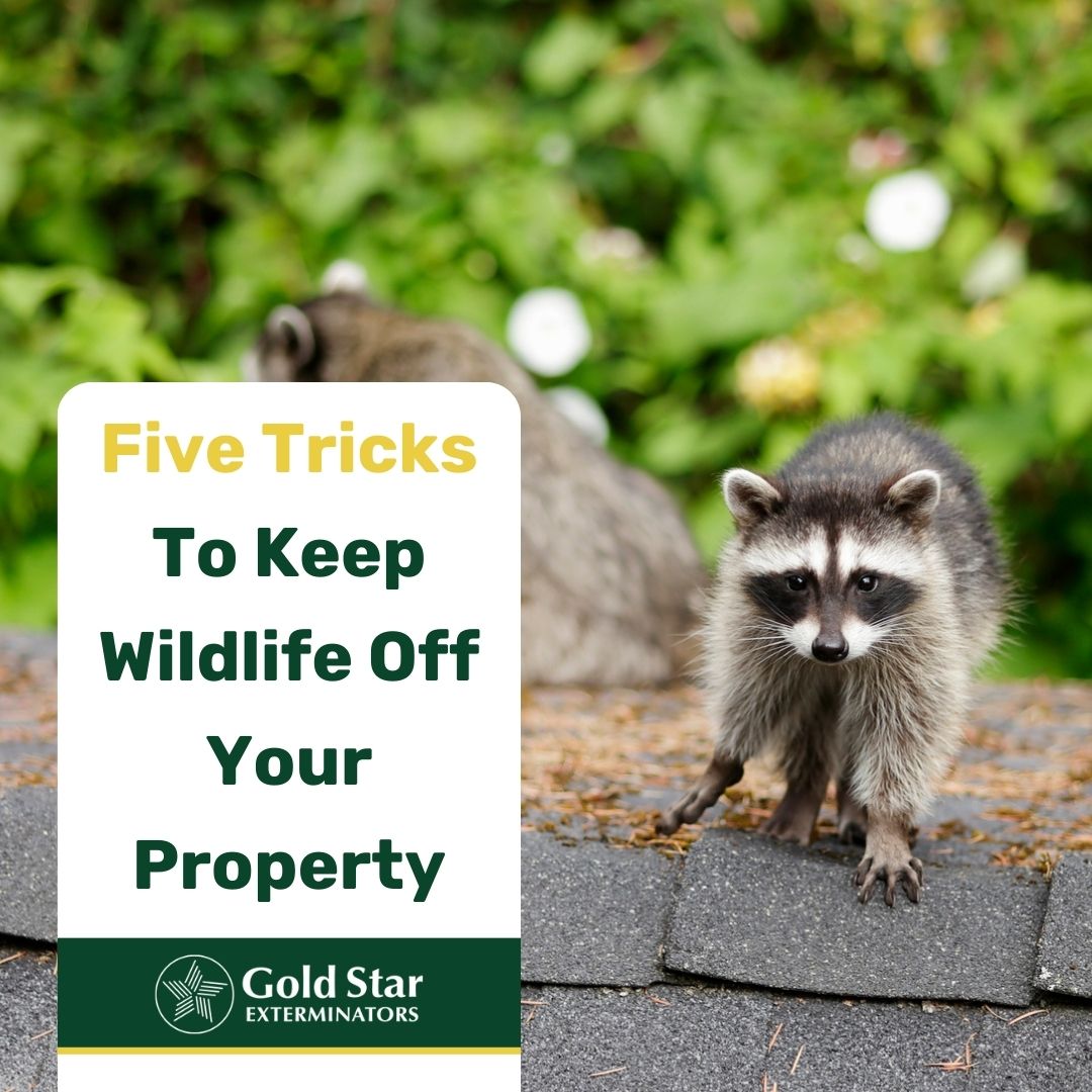 Seal Entry Points to Prevent Animal Intrusion | Wildlife Control Tips