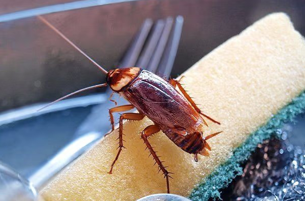 Top Strategies For Effective Roach Elimination In Del Rio | Gold Star ...