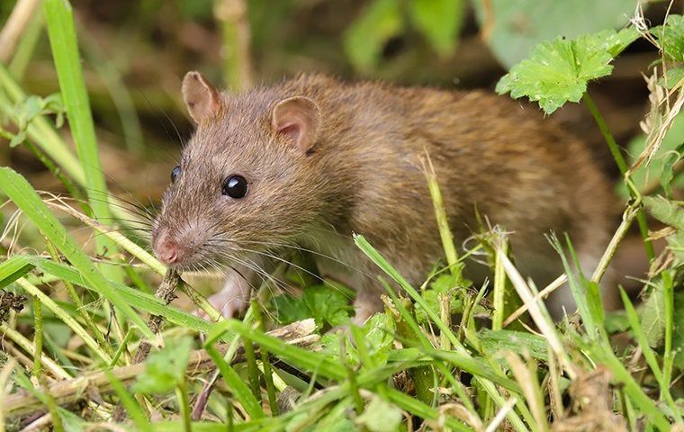 I Need Help Deterring Rats In Del Rio | Gold Star Exterminators - Del Rio