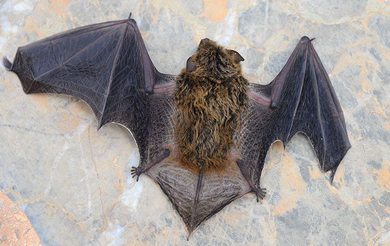 Best Practices To Remove Bats From Your Property In Brackettville ...