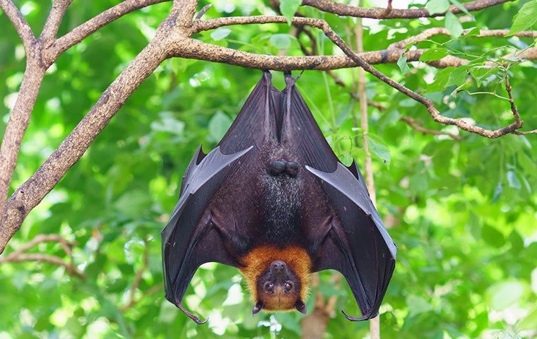 Bat Control 101: Essential Tips For Brackettville Homeowners | Gold ...
