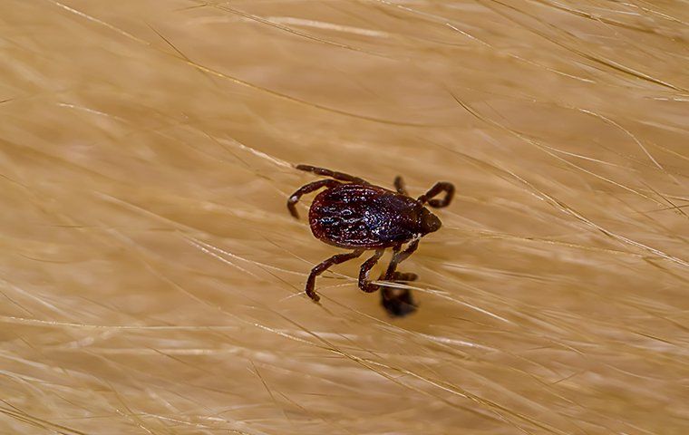 Tick Control 101: Techniques For A Tick-Free Brackettville Yard | Gold ...